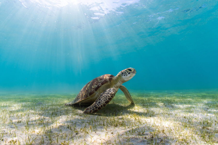 Compendium - Lizard Island Resort