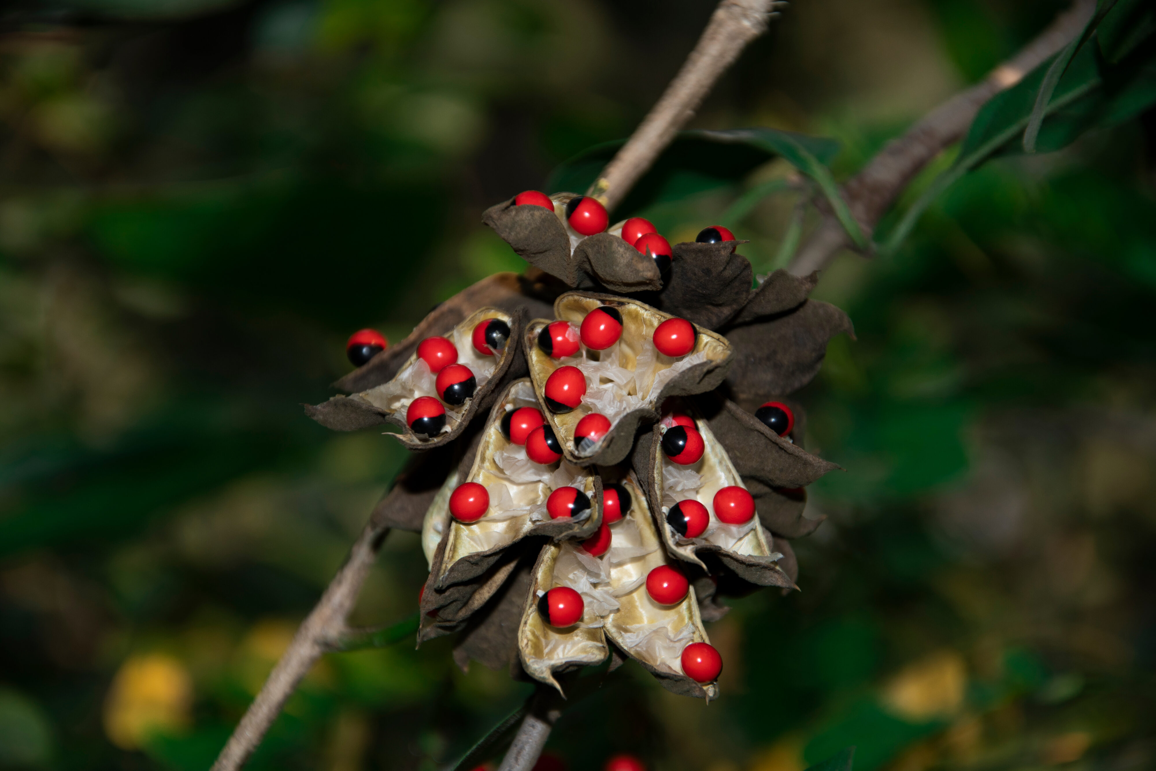 Rosary Pea (Abrus precatorius) - Lizard Island Resort