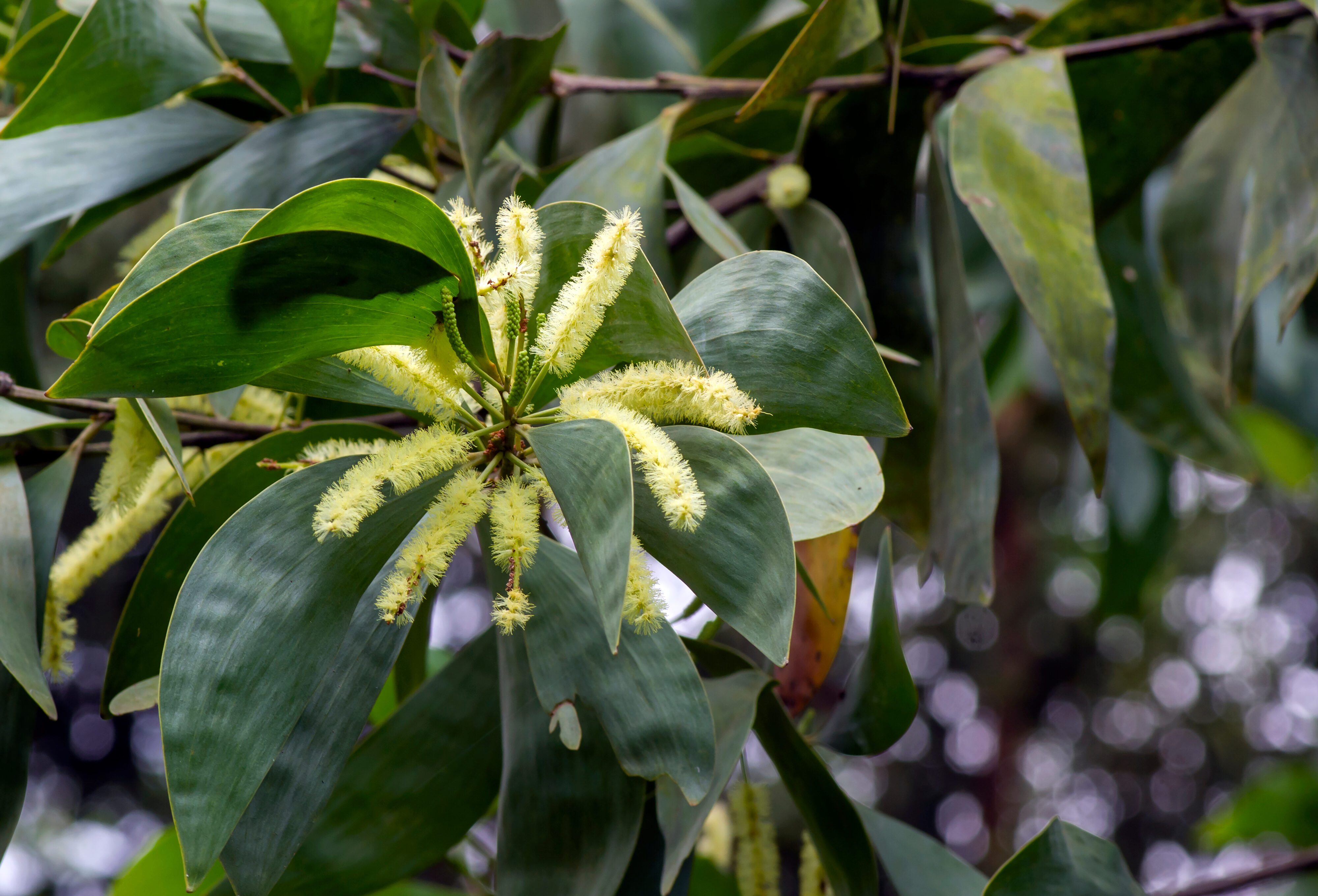 Northern Wattle (Acacia crassicarpa) - Lizard Island Resort