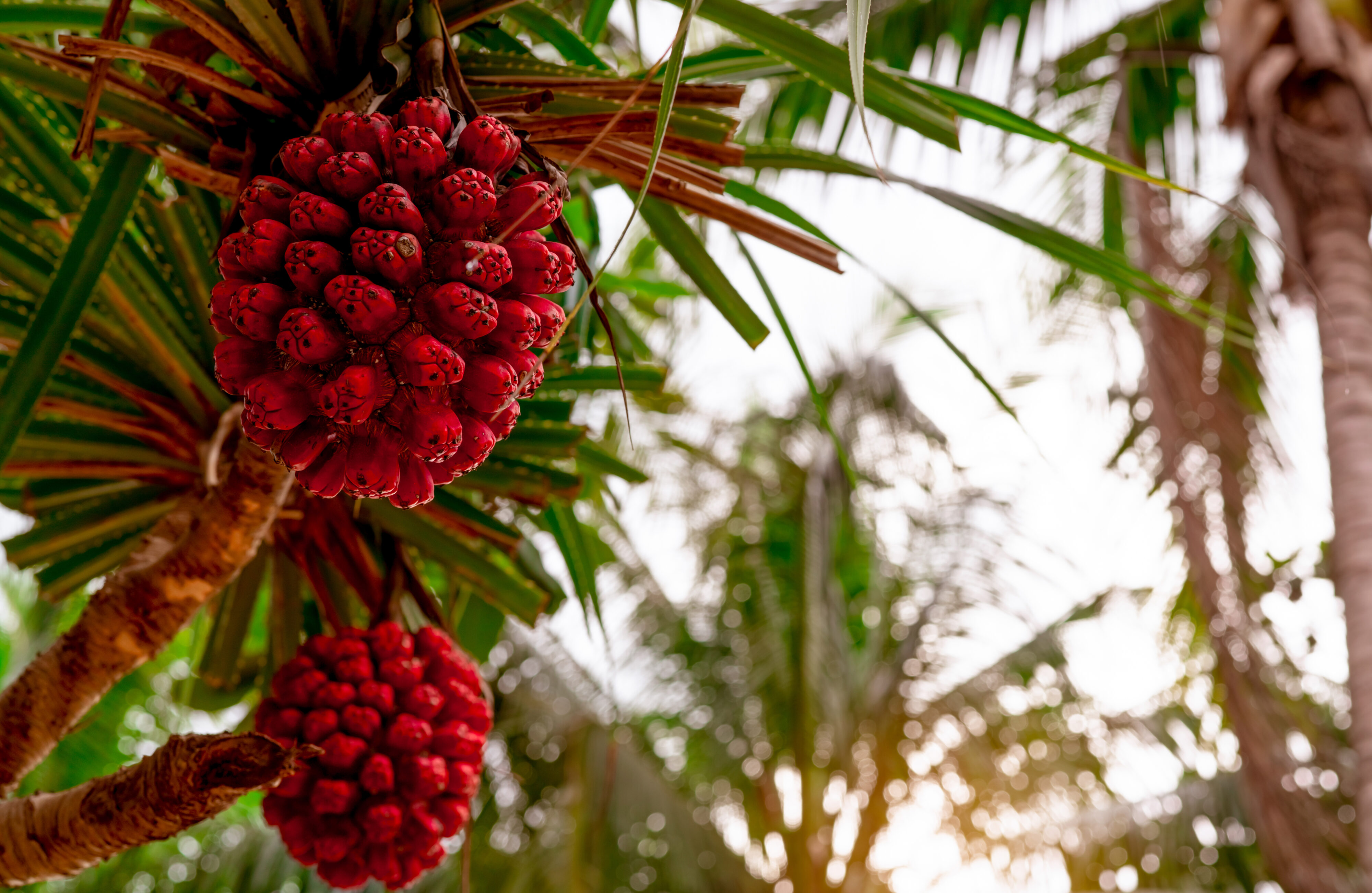 Thatch Screwpine (Pandanus tectorius) - Lizard Island Resort