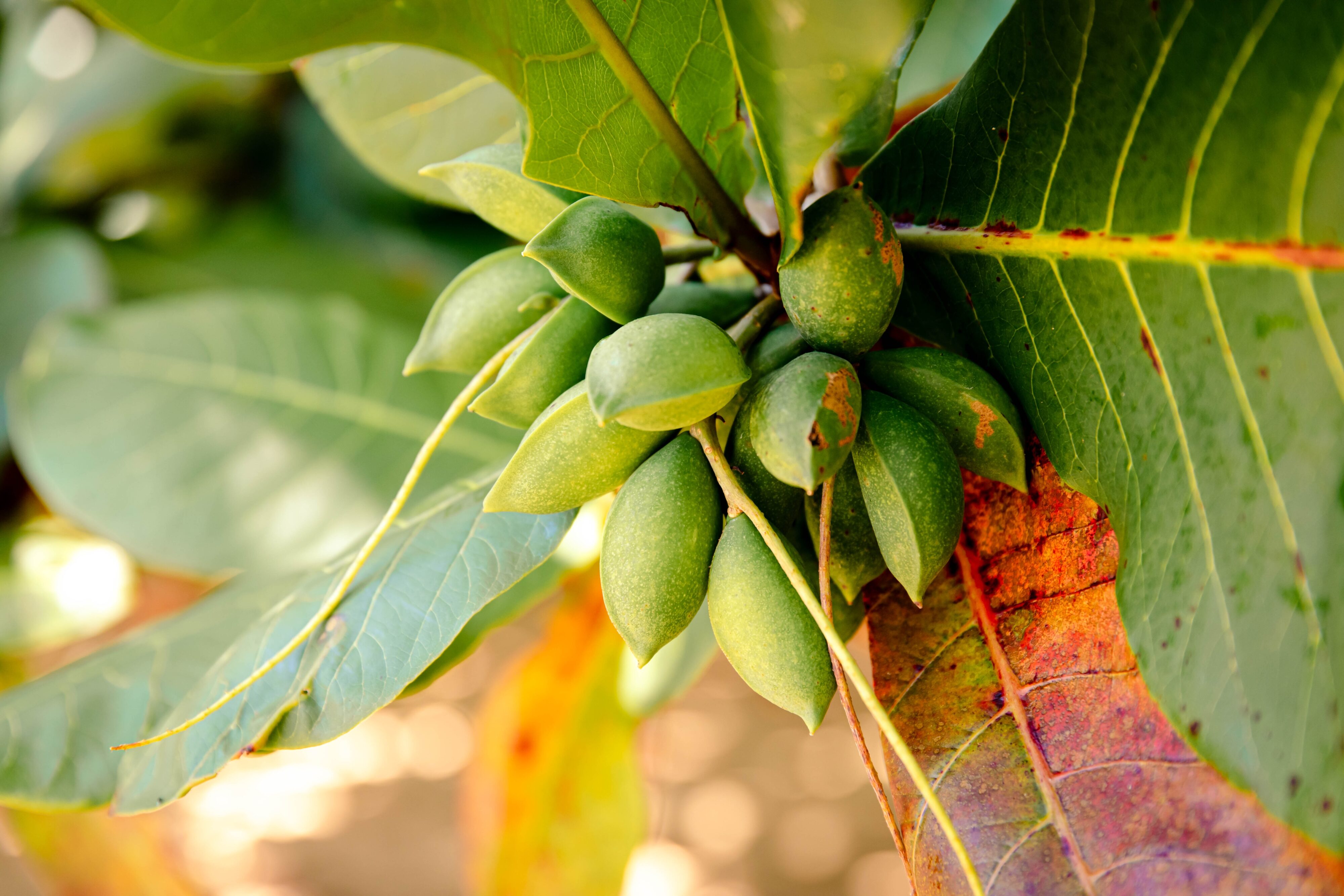 Beach Almond Tree (Terminalia catappa) - Lizard Island Resort