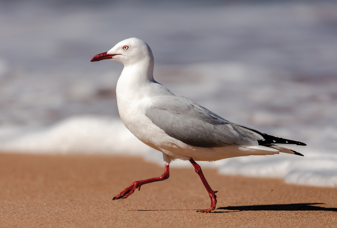 Silver Gull - Lizard Island Resort